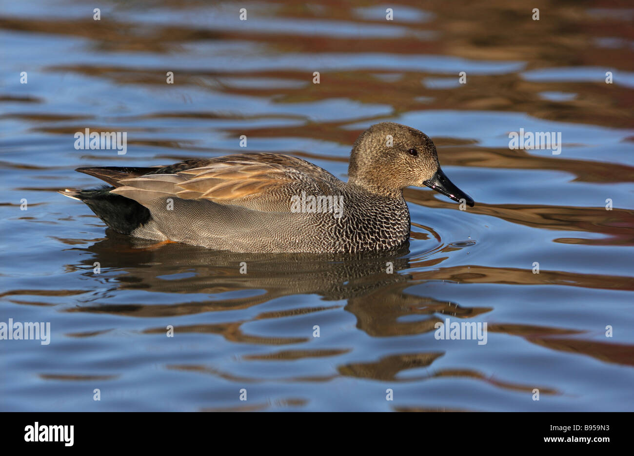 Common gadwall hi-res stock photography and images - Alamy