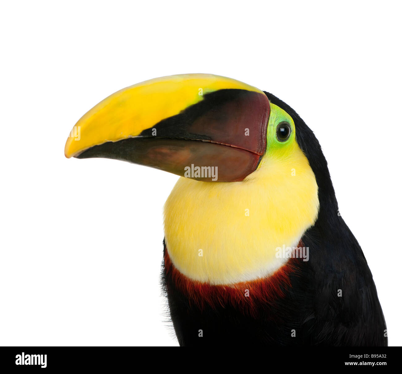 Chestnut mandibled Toucan or SwainsonÕs Toucan Ramphastos swainsonii 3 ...
