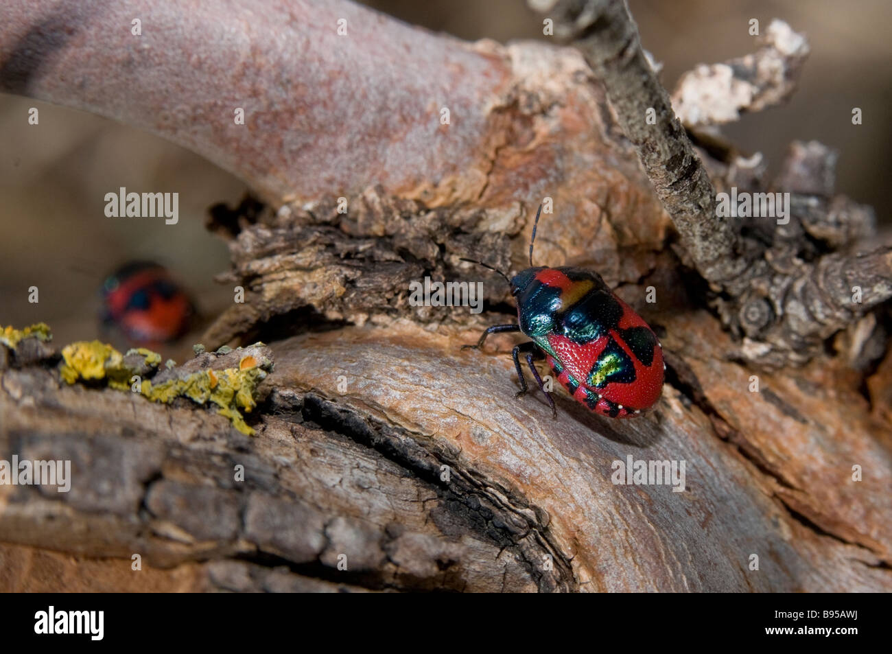 Red shield bug hi-res stock photography and images - Alamy