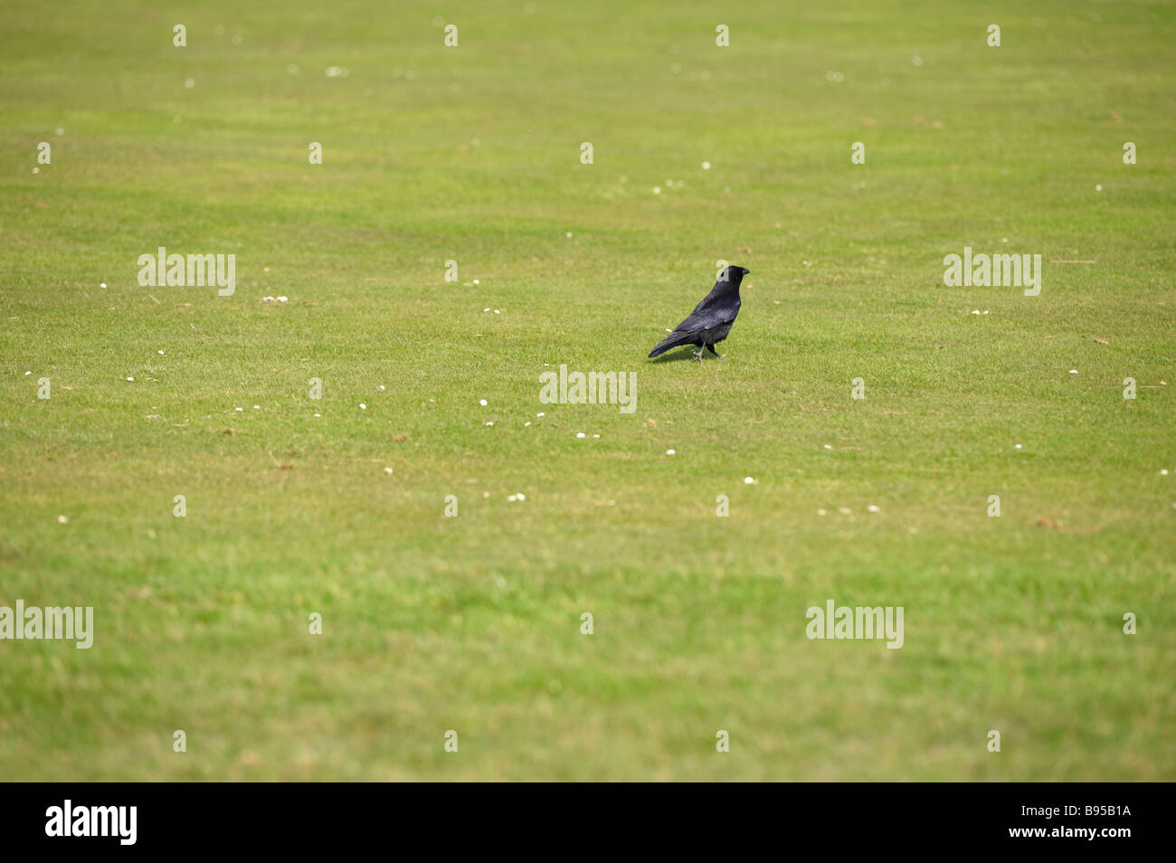 Crow walking on grass Stock Photo - Alamy