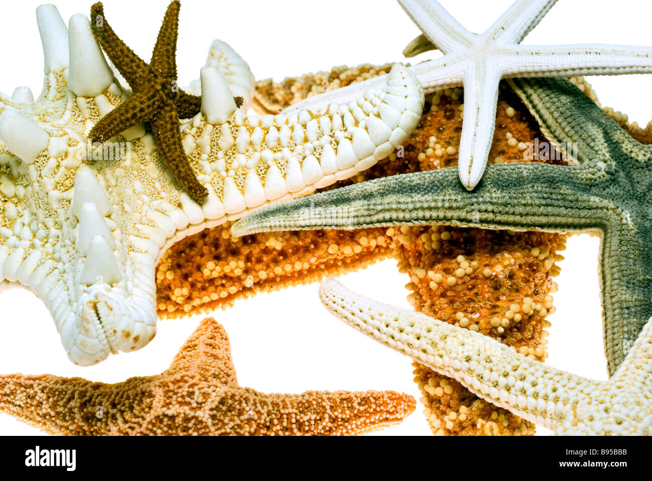 Star snail shell hi-res stock photography and images - Alamy
