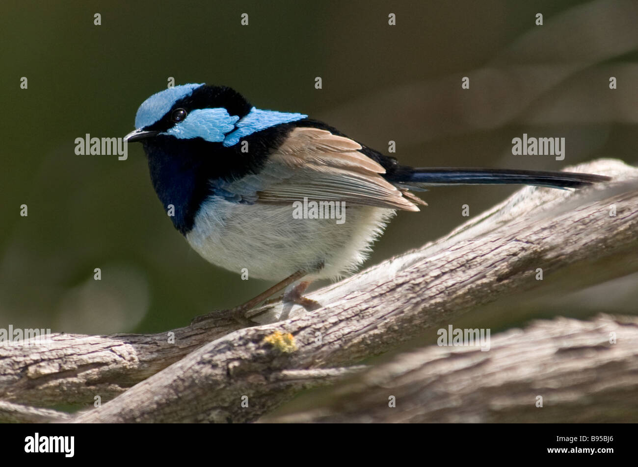 Australian blue wren hi-res stock photography and images - Alamy