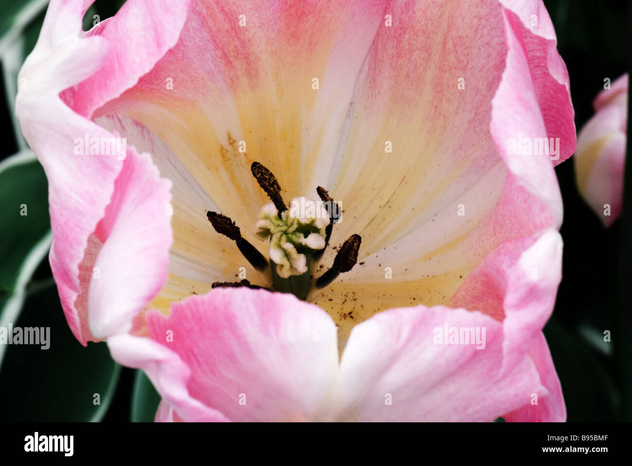 Triumph Tulipa New Design photographed at Keukenhof Gardens in Lisse ...
