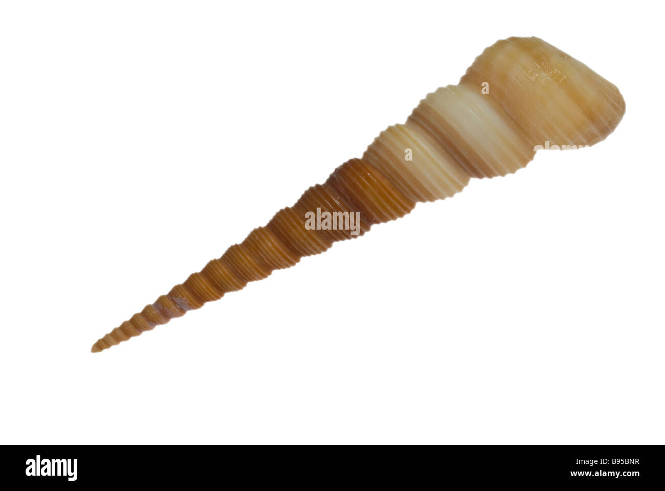Periwinkle snail hi-res stock photography and images - Alamy