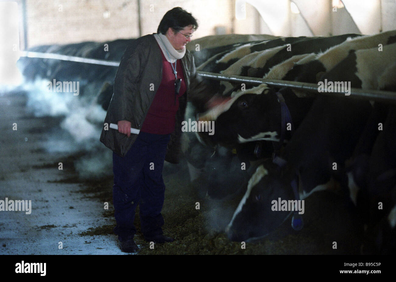 Foreman assistant Tatiana Adamovich at the cowshed Barybino bred ...