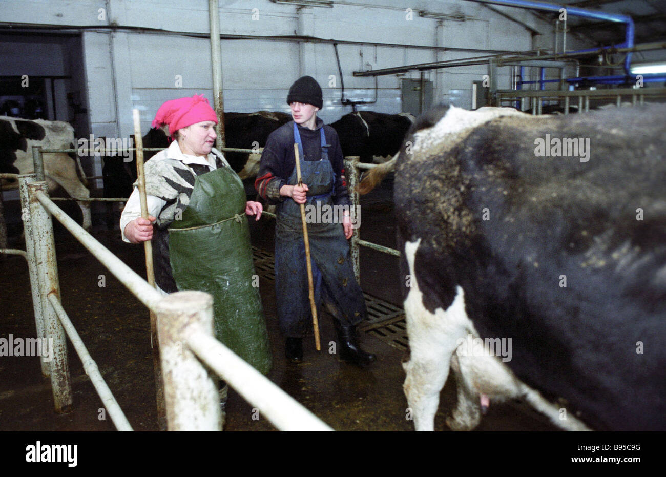 Milking room at Galchina farm of ZAO Barybino bred livestock farm in ...
