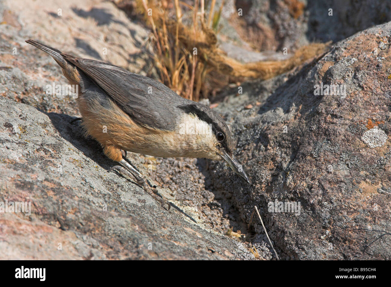 Western rock nuthatch hi-res stock photography and images - Alamy