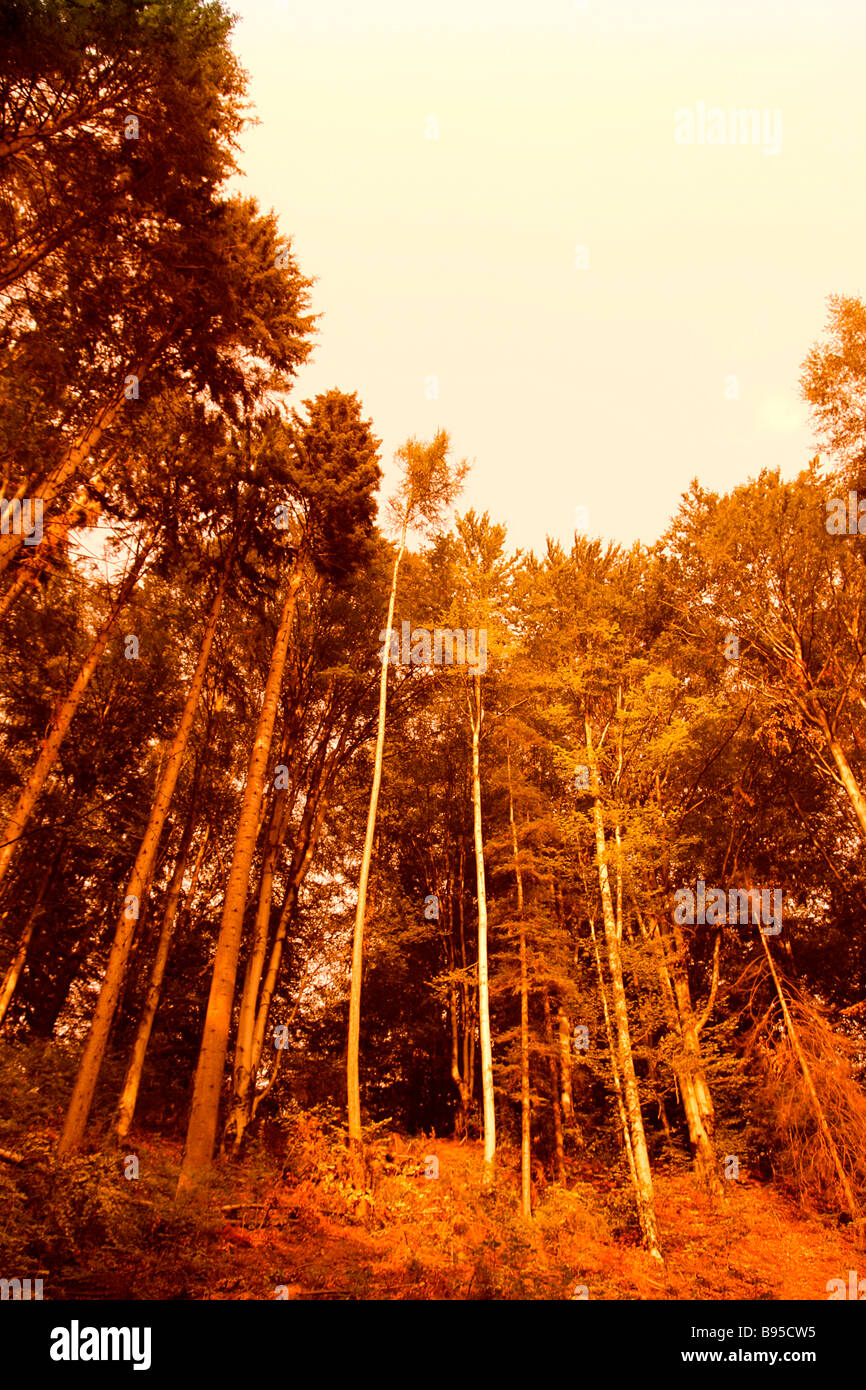 Orange forest with tall trees : autumn Stock Photo - Alamy