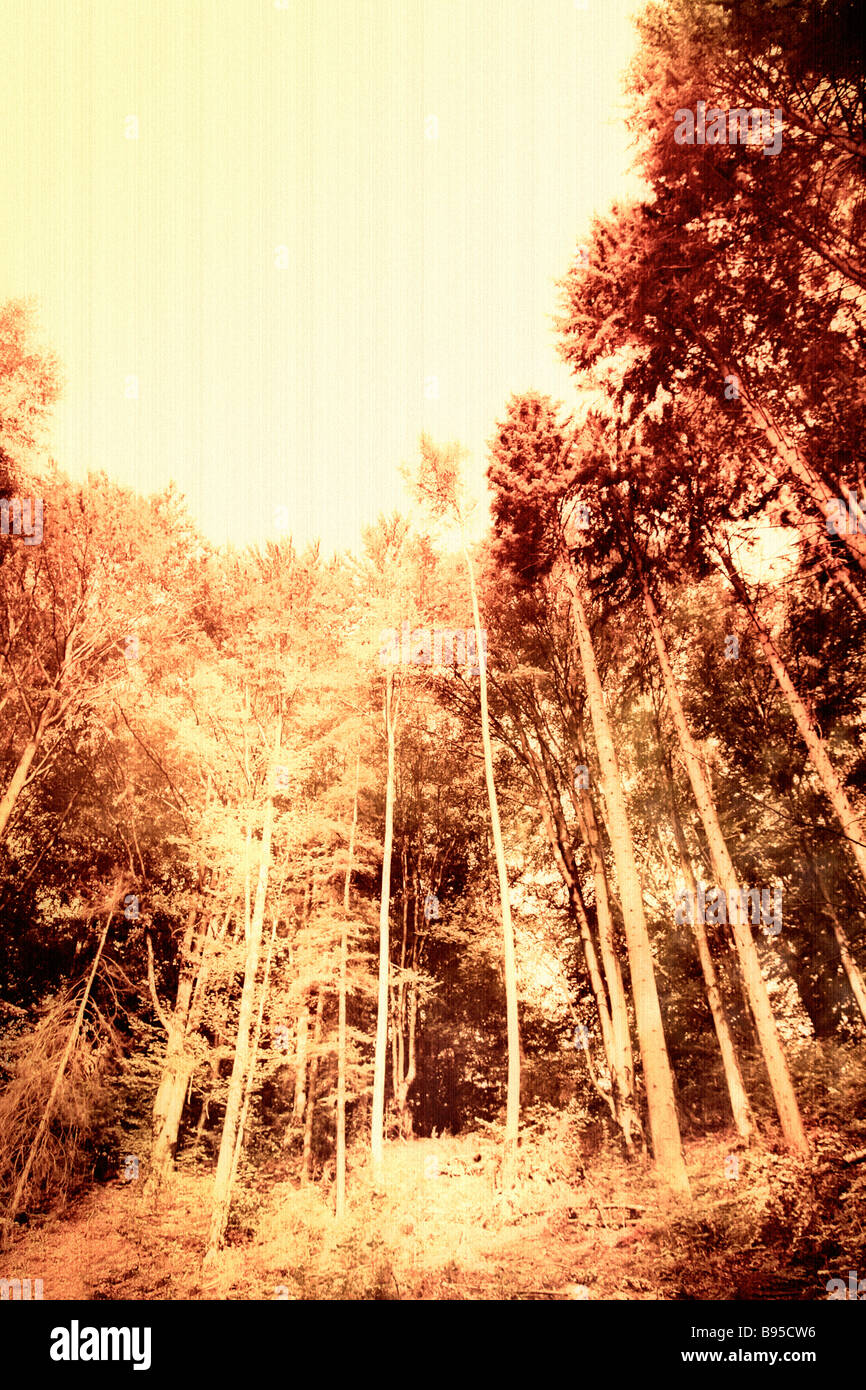 Orange forest with tall trees : autumn Stock Photo - Alamy