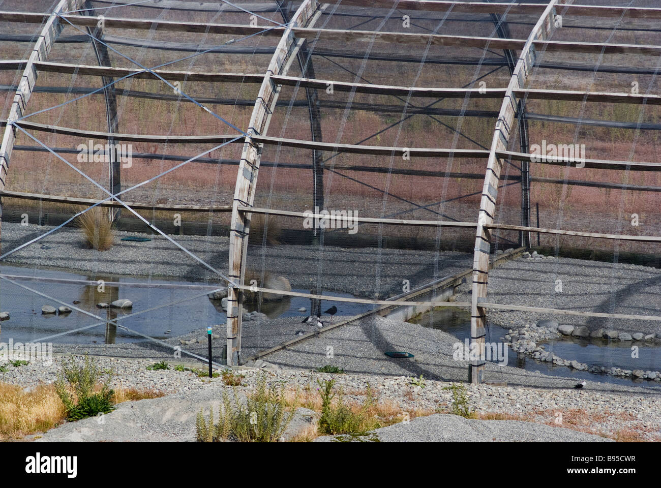 An aviary at the black stilt breeding centre as seen from the hide in ...