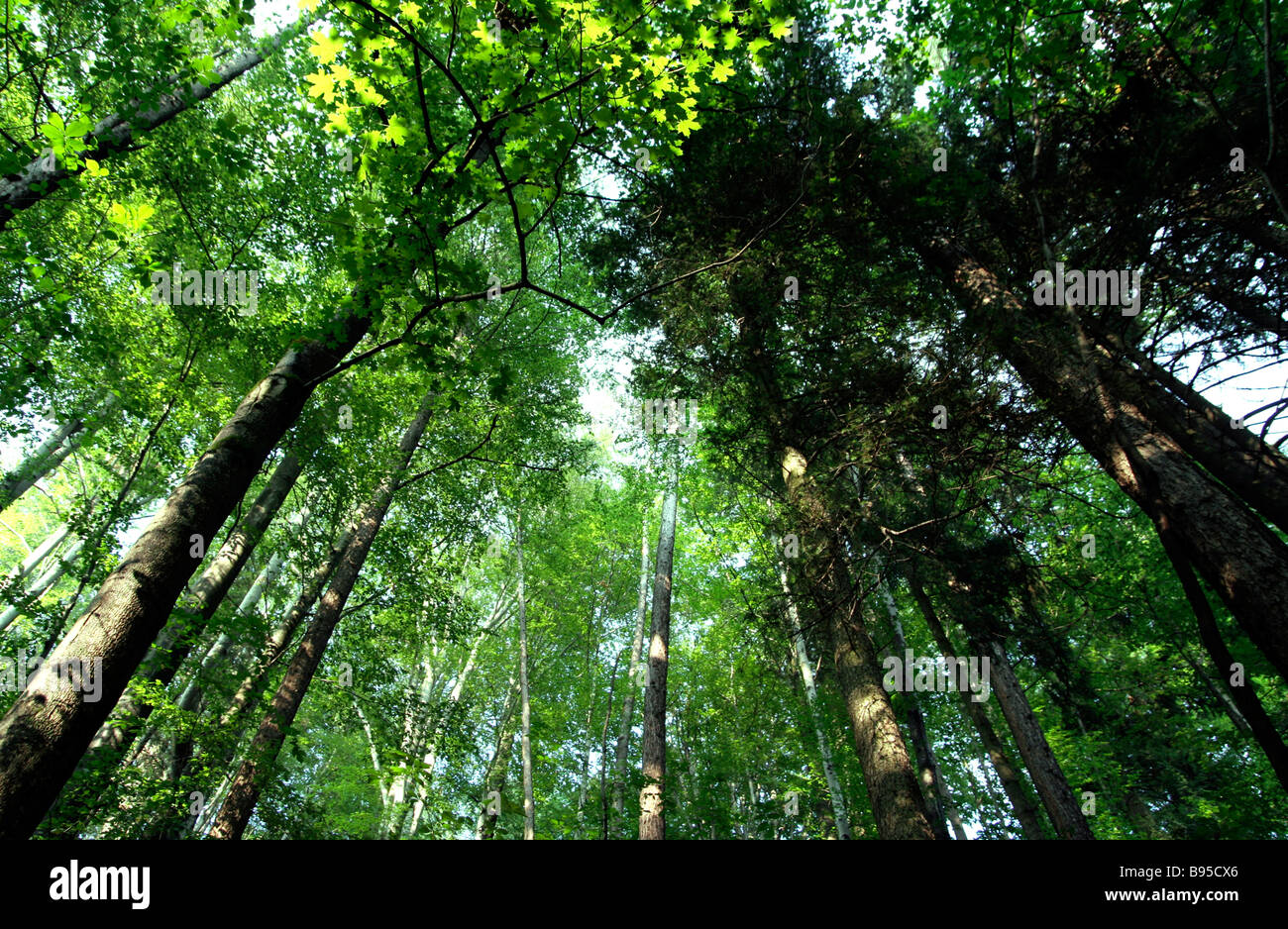 Ray of light in green forest Stock Photo - Alamy