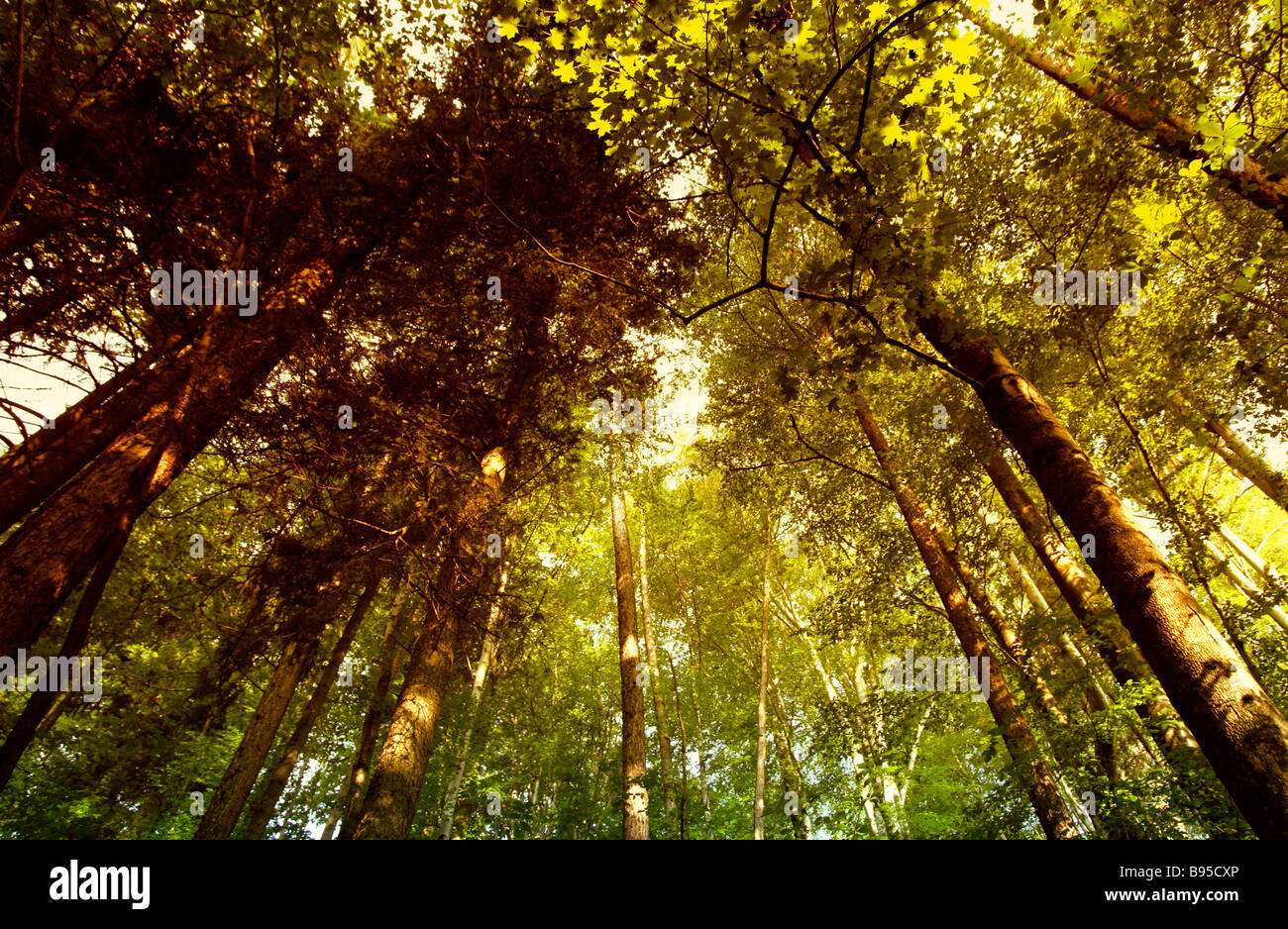 Ray of light in green forest Stock Photo - Alamy