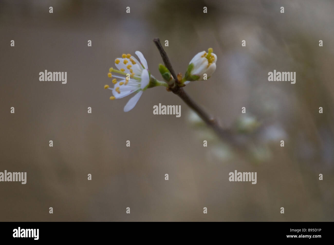 Sloe blossom hi-res stock photography and images - Alamy