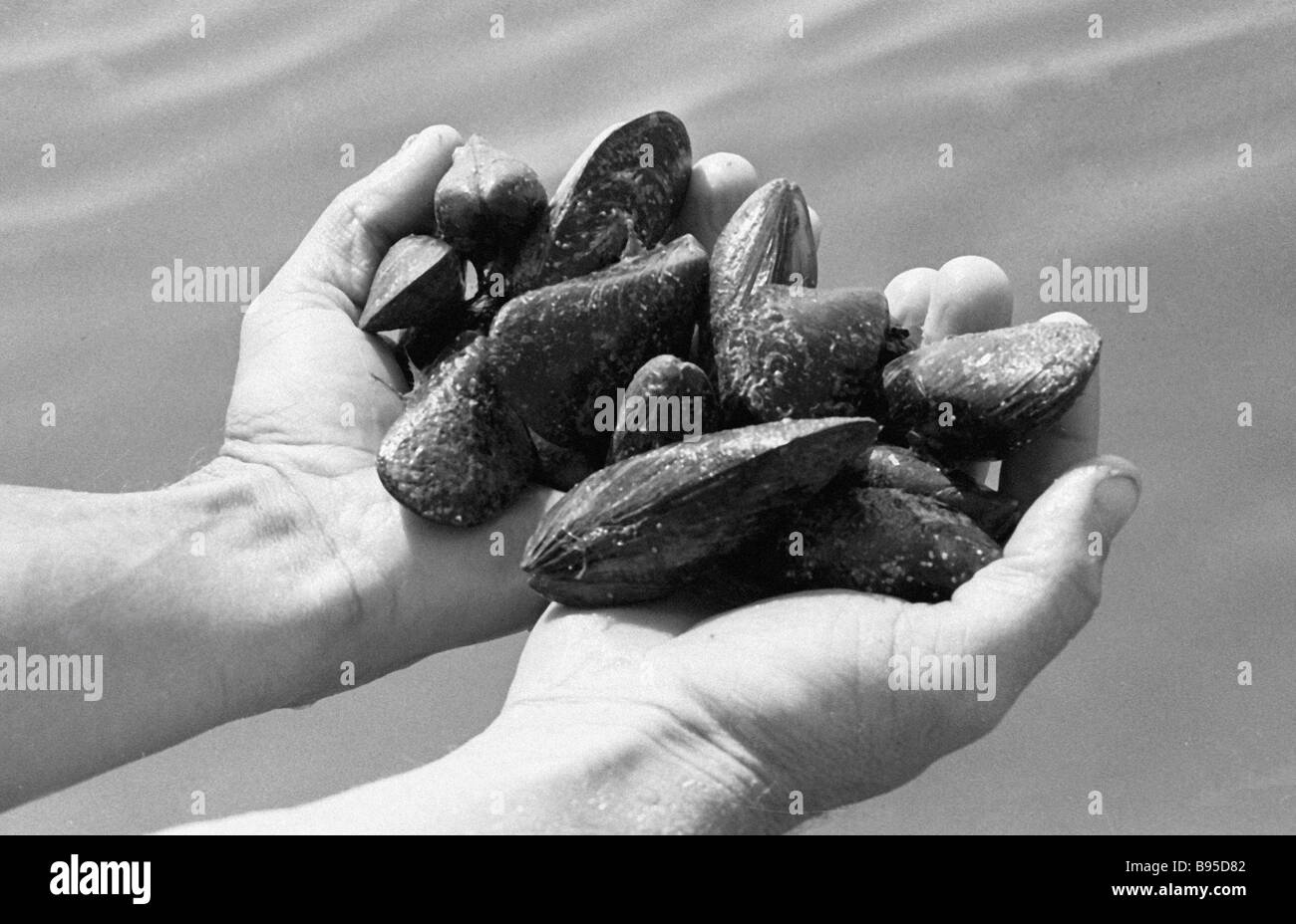 Mussels in shells Stock Photo - Alamy