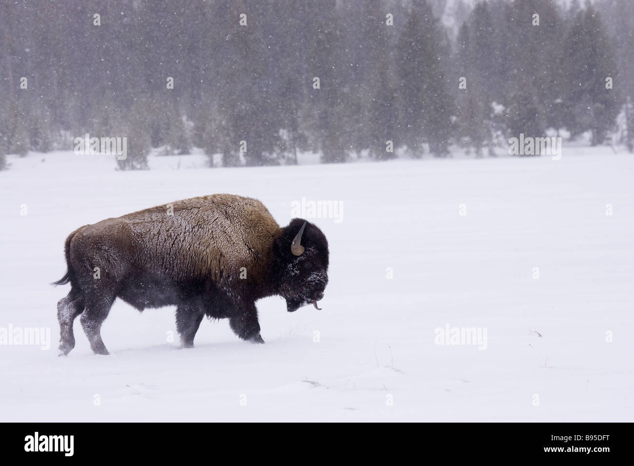 Bison in winter storm hi-res stock photography and images - Alamy