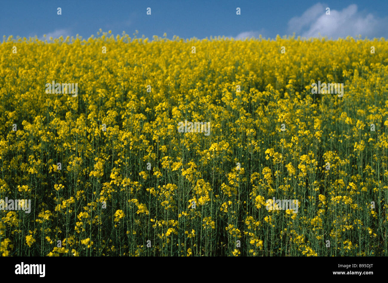AGRICULTURE Crops Oilseed Rape Field of oilseed rape in Kent Stock ...