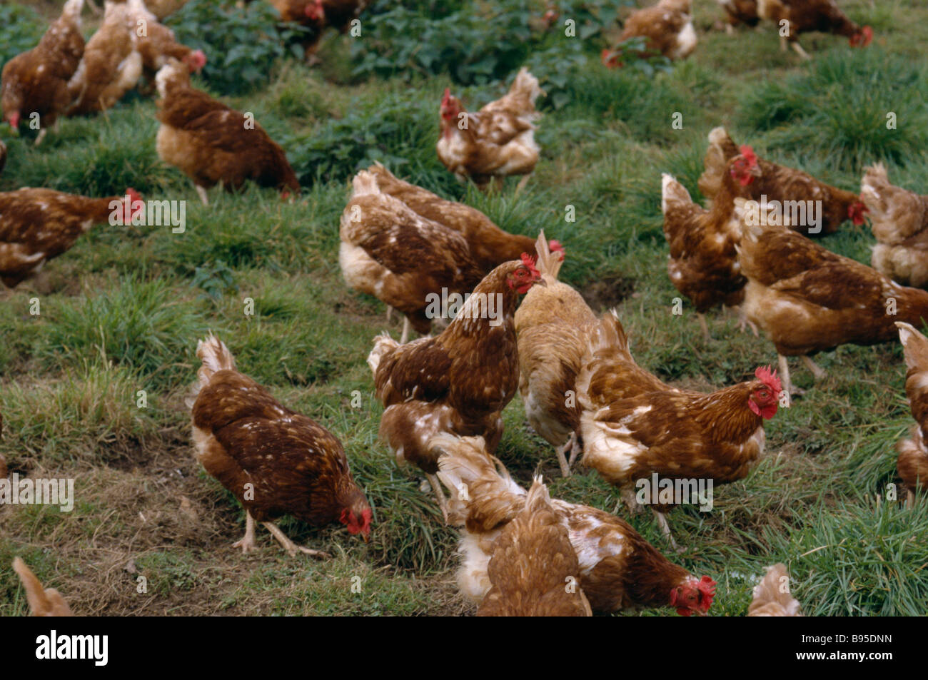 British chickens hi-res stock photography and images - Alamy