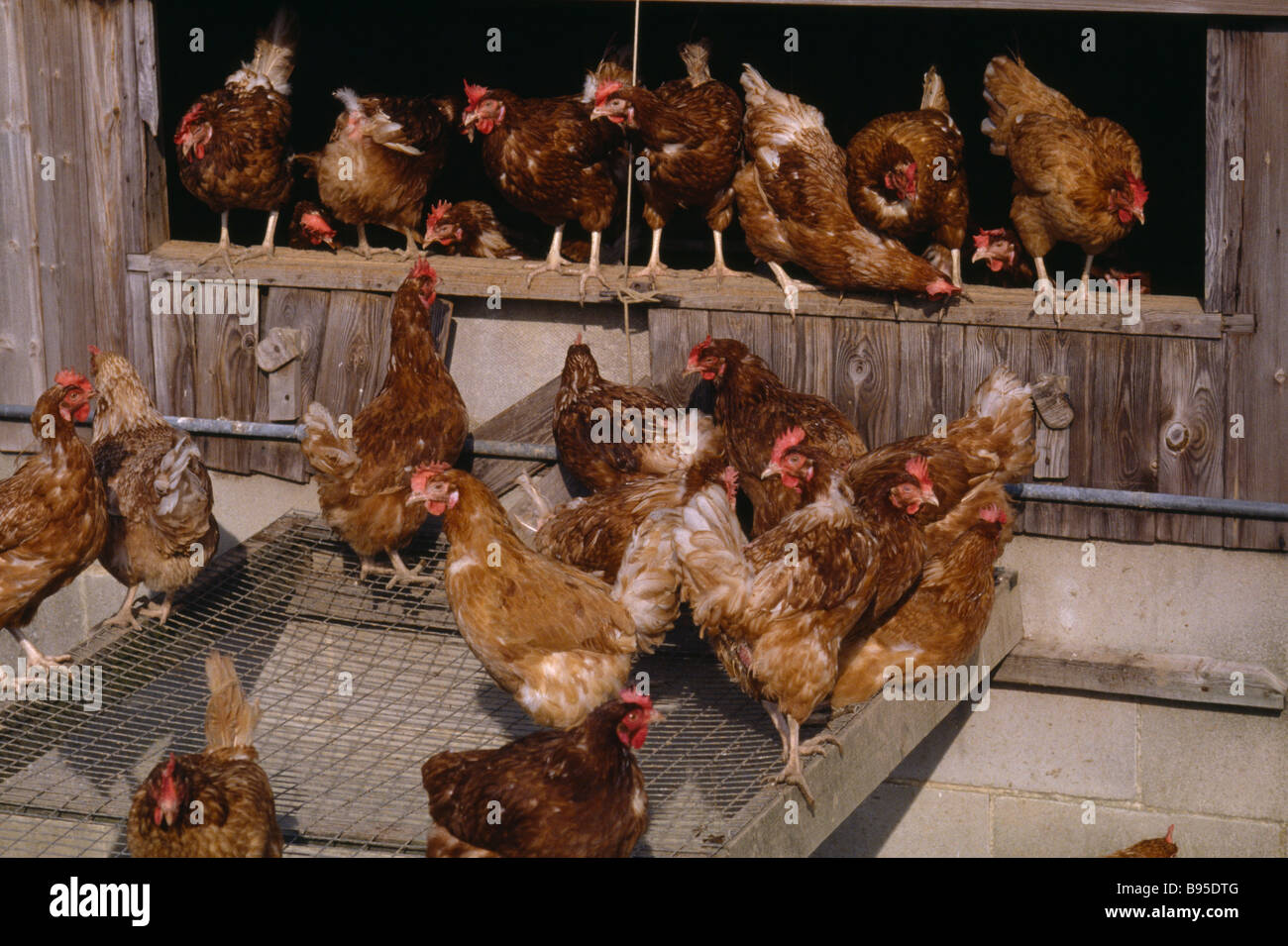 England Sussex Agriculture Livestock Poultry Chickens Free range hens ...