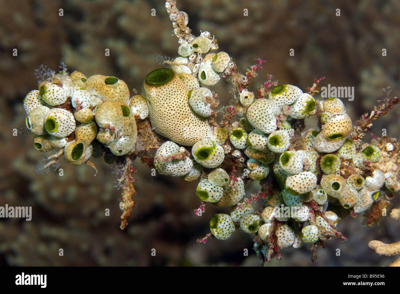 Tunicates in bunches on coral reef in indo pacific Stock Photo - Alamy
