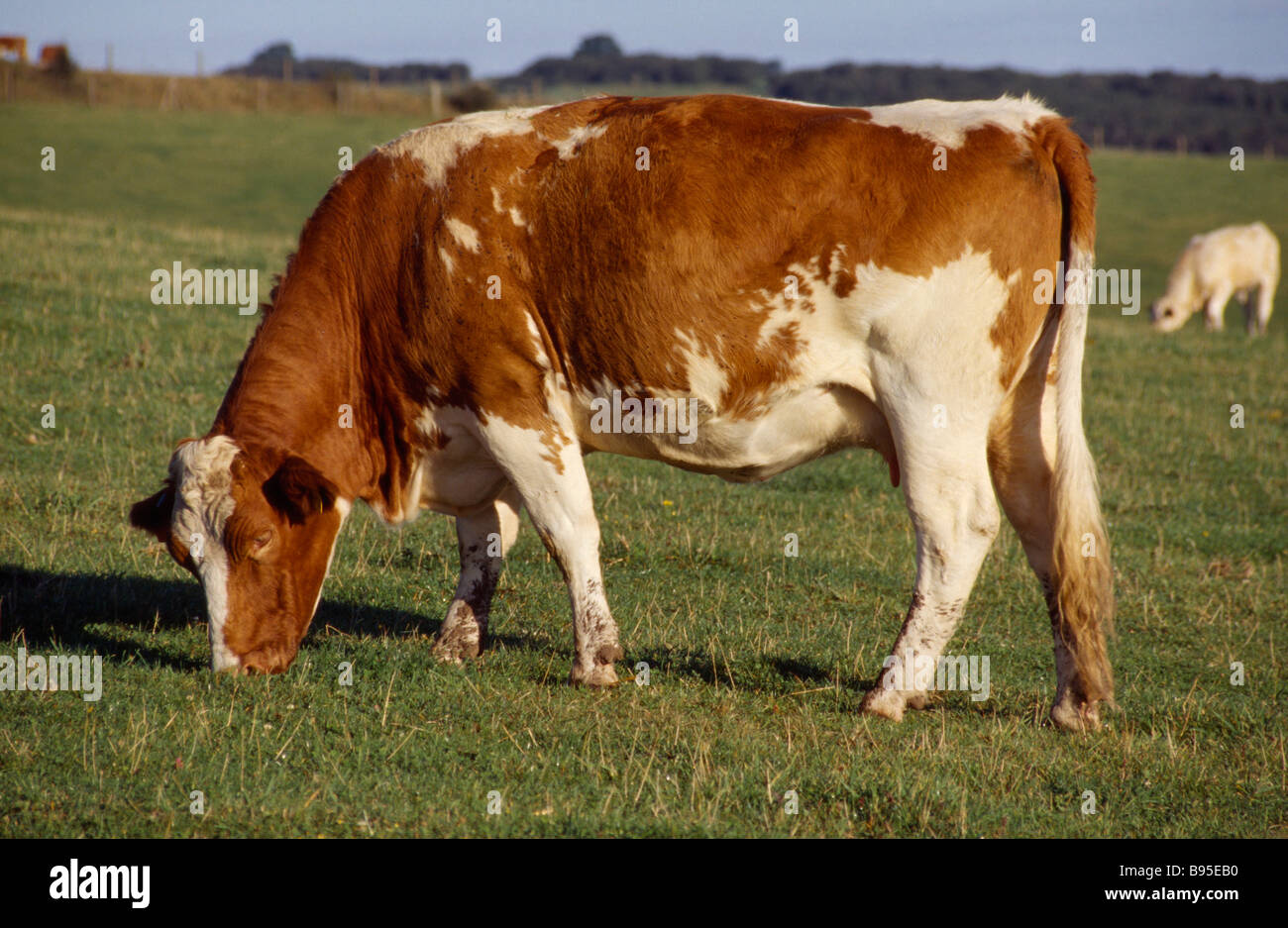 AGRICULTURE Livestock Cattle Stock Photo - Alamy