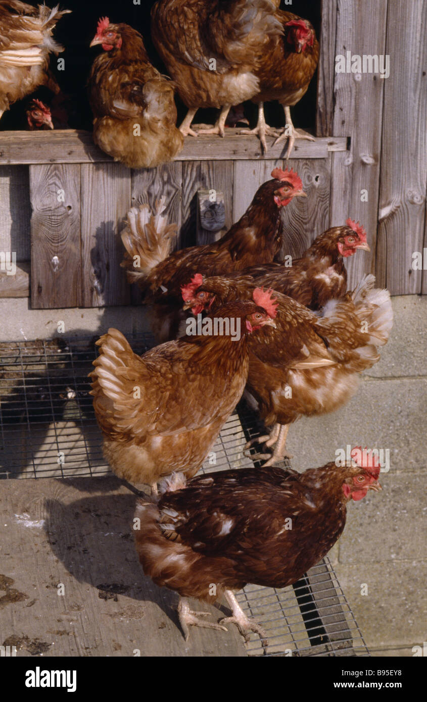 England Sussex Agriculture Livestock Poultry Chickens Free range hens ...