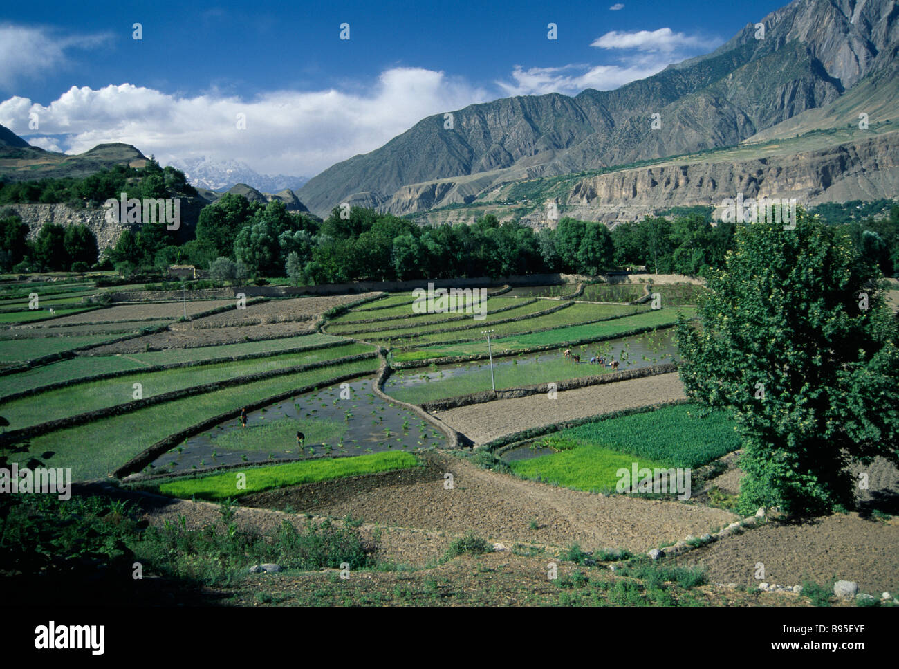 PAKISTAN Chitral Valley Ayun View over rice terraces Stock Photo - Alamy