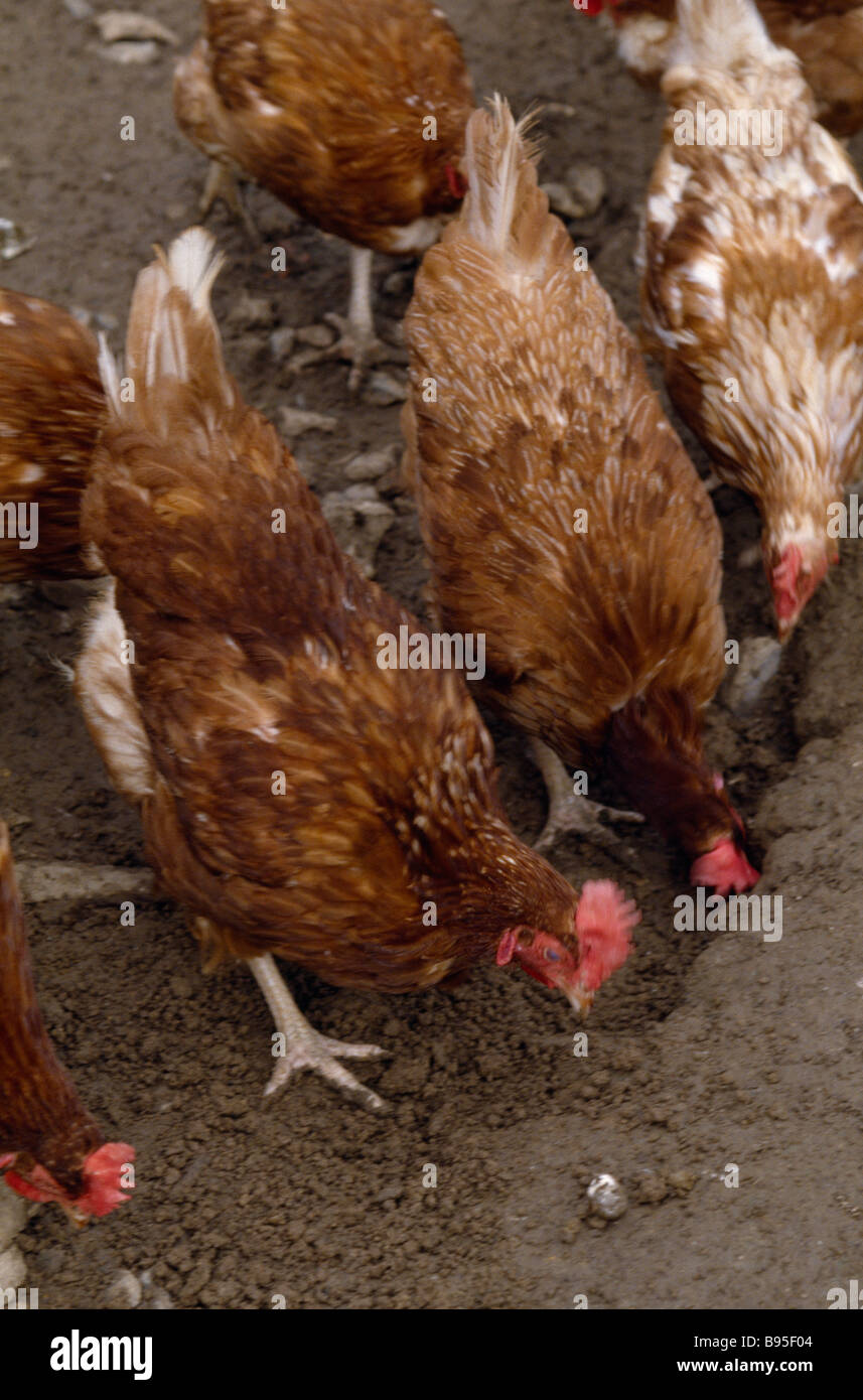 English chickens hi-res stock photography and images - Alamy
