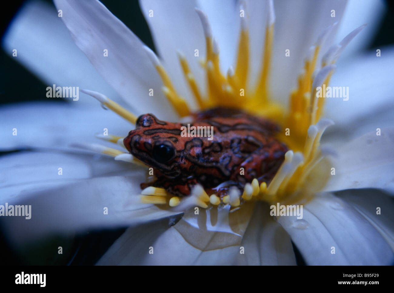 NATURAL HISTORY Frogs Painted reed frog Hyperolius sp. sitting in a ...