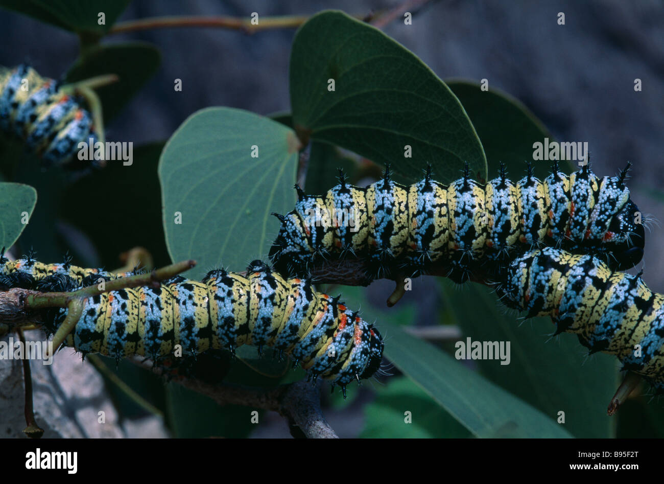 Mopane worms hi-res stock photography and images - Alamy