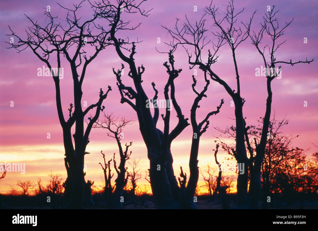 NAMIBIA Landscape Ghost trees silhouetted by pink and golden sunset ...