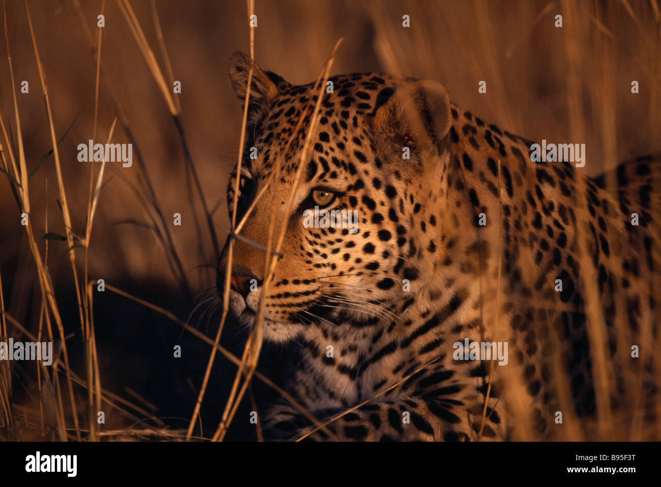 ANIMALS Big Cats Leopards Leopard. Panthera pardus crouching in long ...