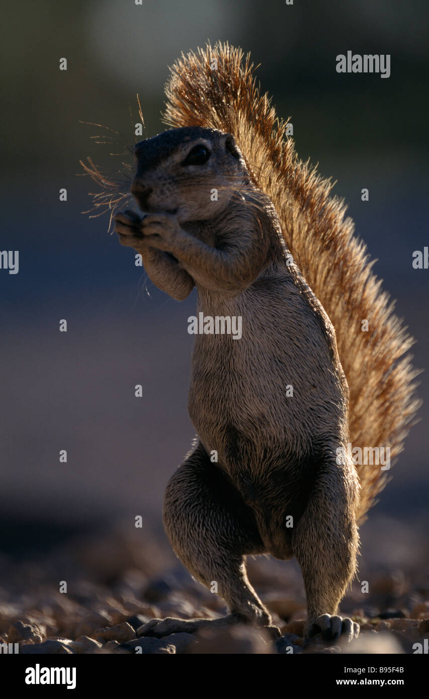 ANIMALS Rodents Squirrels Full length portrait of a Ground Squirrel ...