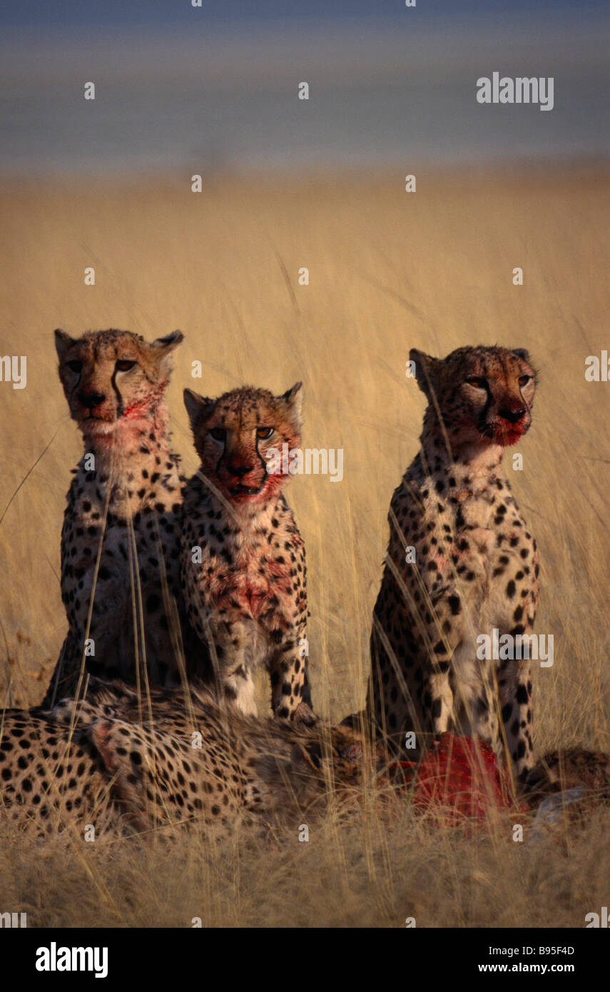 ANIMALS Big Cats Cheetah Pack of Cheetahs Acinonyx jubatus sitting in ...