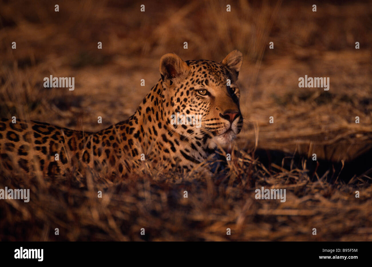 Namibia Africa Etosha Animals Wildlife Big Cats Leopard Panthera pardus ...