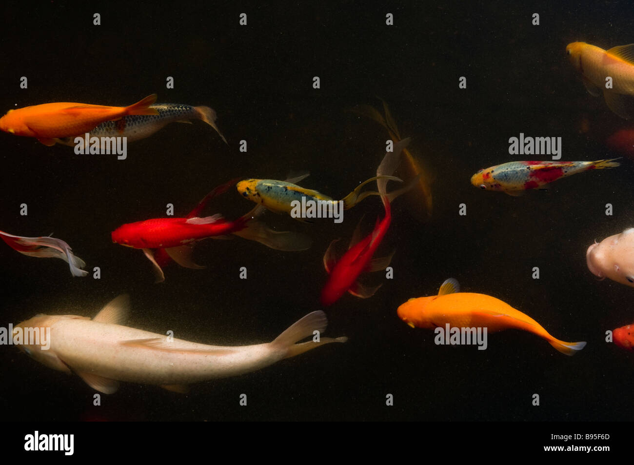 Freshwater tropical fish species hi-res stock photography and images ...