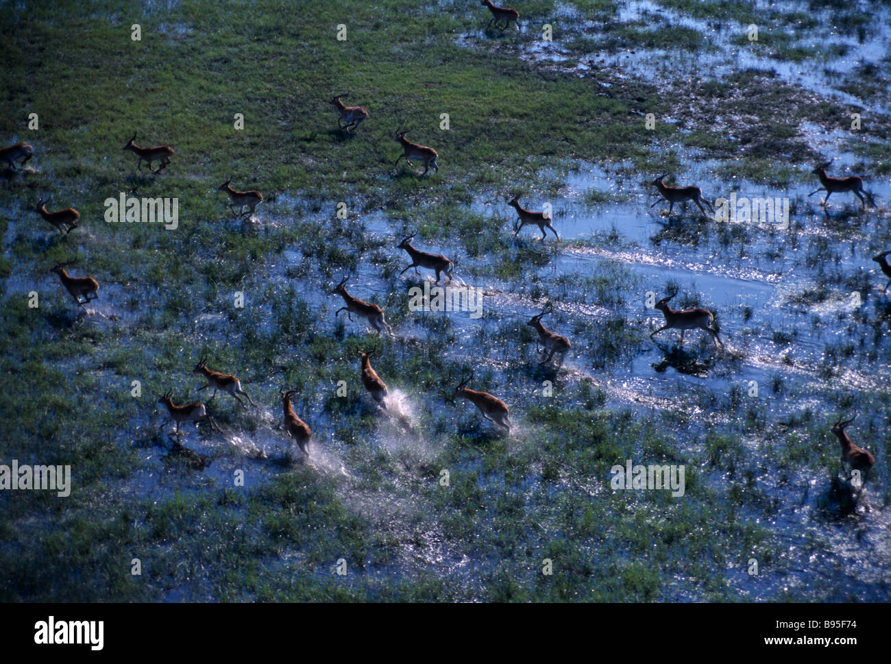 Botswana Southern Africa Okavango Delta Red Lechwe antelope Kobus leche ...