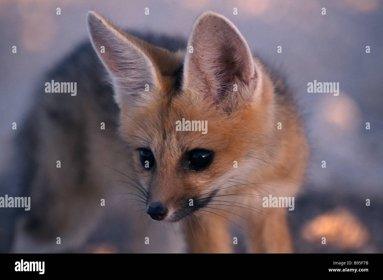 Namibia Africa Etosha NP Wildlife Wild Dogs Foxes Alert Cape Fox pup ...