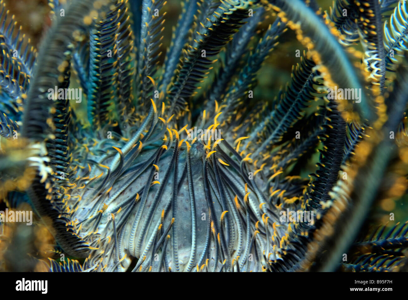 Close up of Crinoid on coral reef Stock Photo - Alamy