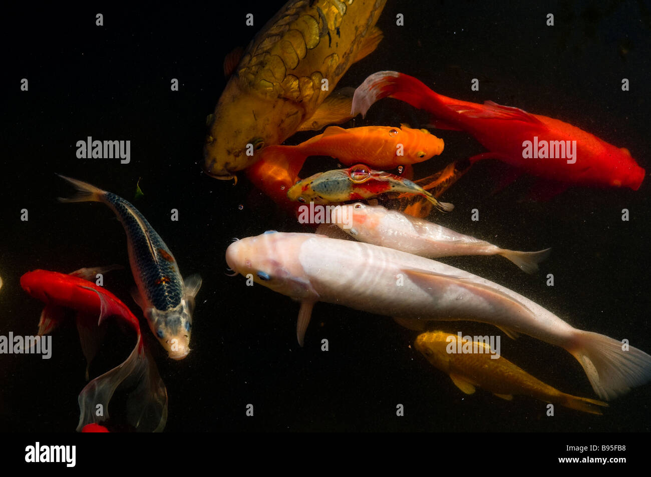 Freshwater tropical fish species hi-res stock photography and images ...