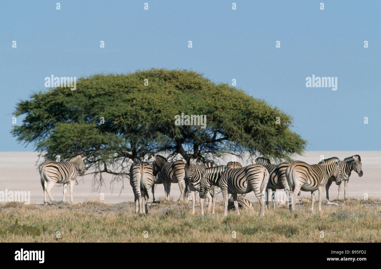Zebras under tree hi-res stock photography and images - Alamy