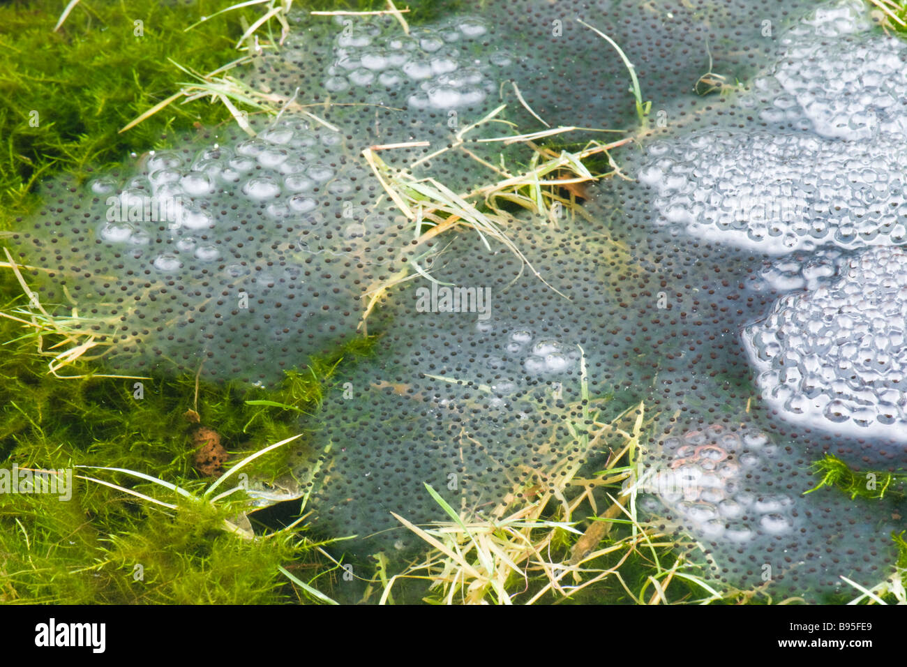 Frog Spawn High Resolution Stock Photography and Images - Alamy
