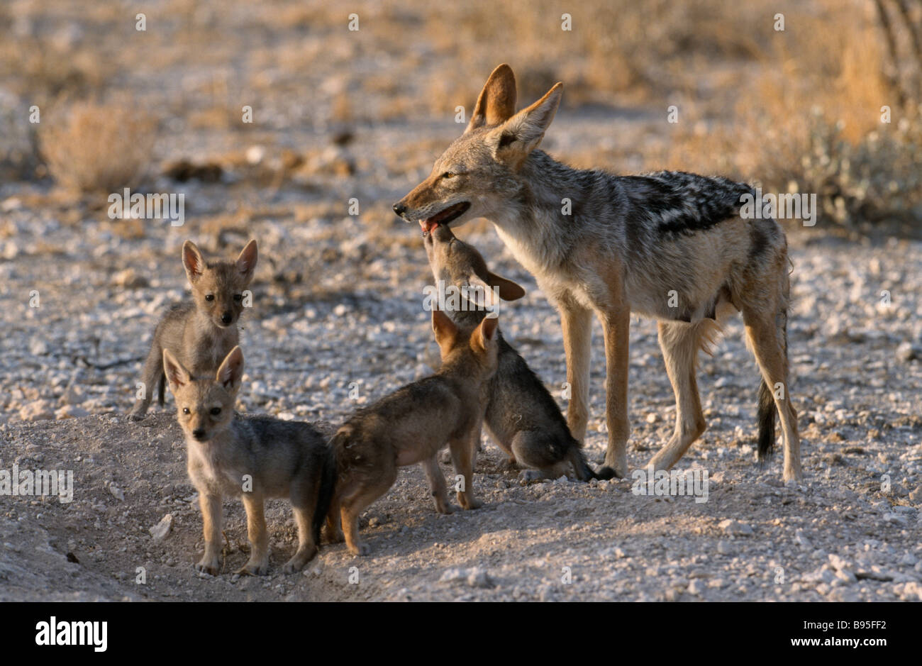 Black backed jackal mother and pups hi-res stock photography and images ...