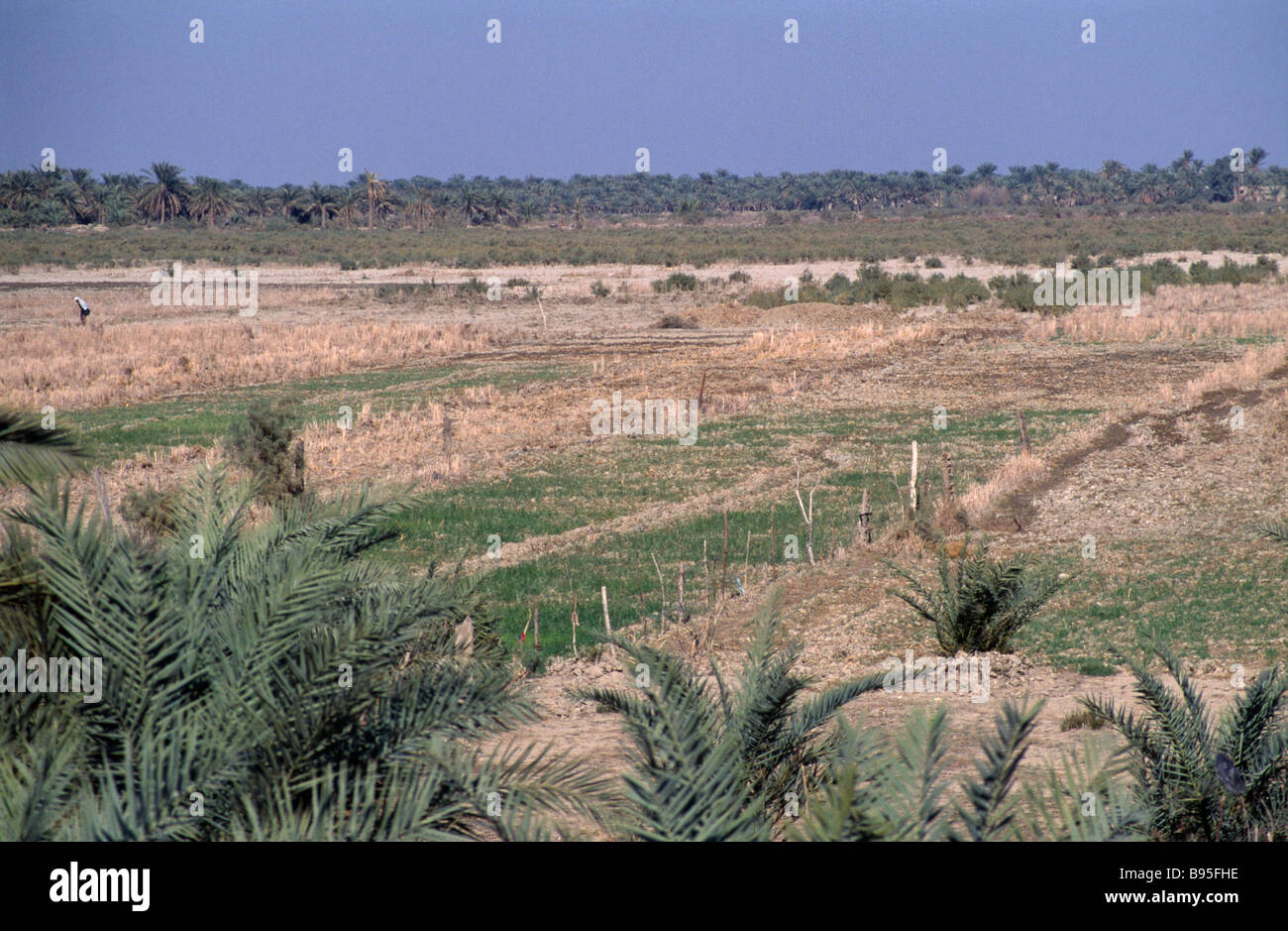IRAQ Middle East South Agriculture Former marshland area under ...