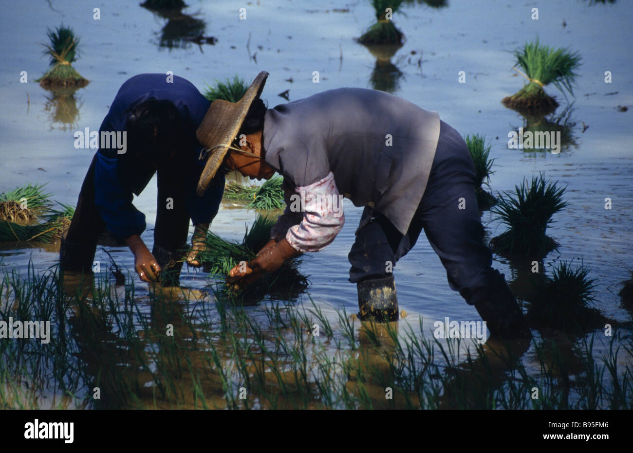 CHINA Yunnan Province Agriculture Transplanting rice in paddy field on ...