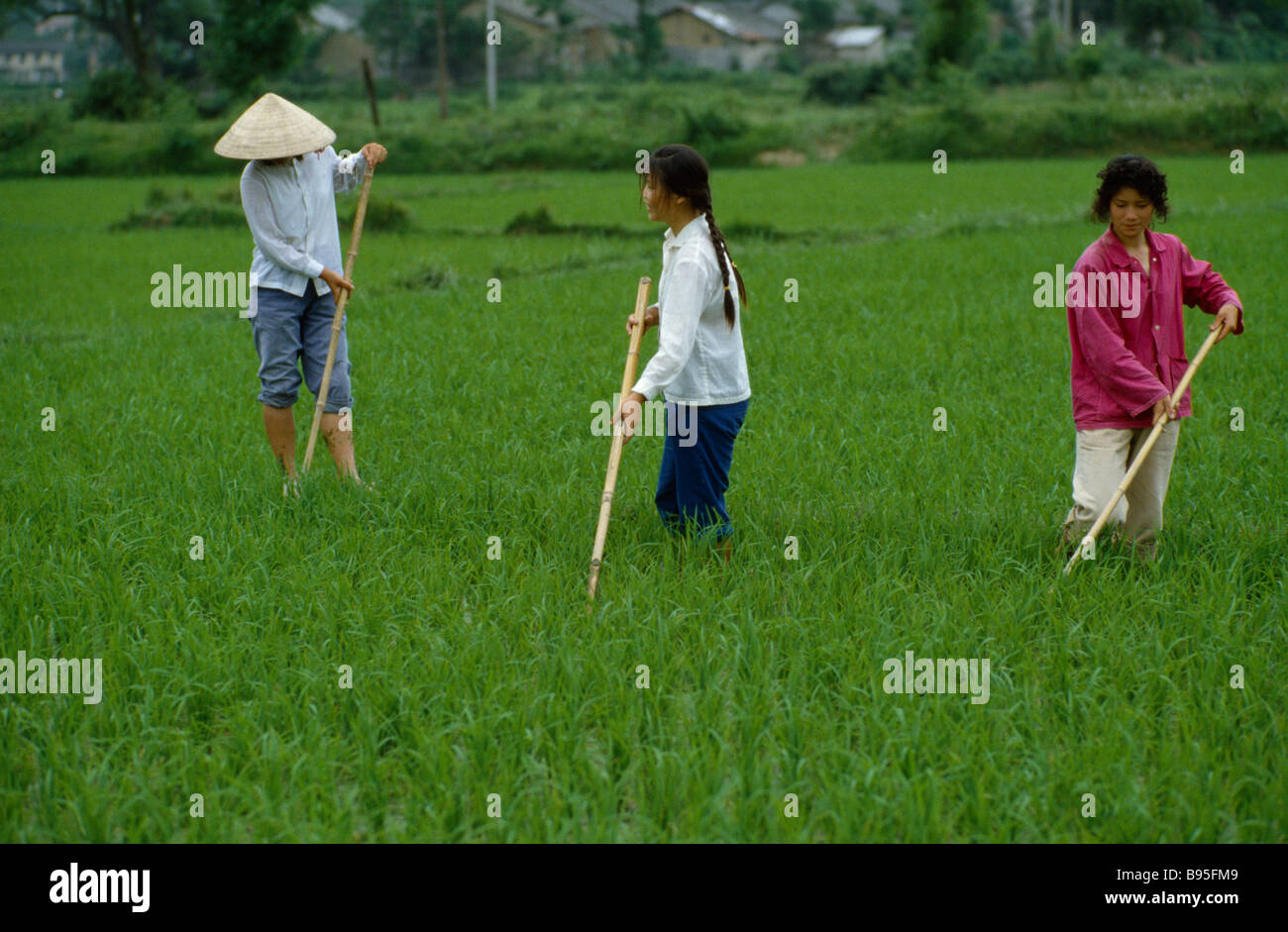 CHINA Agriculture Rice cultivation Stock Photo - Alamy