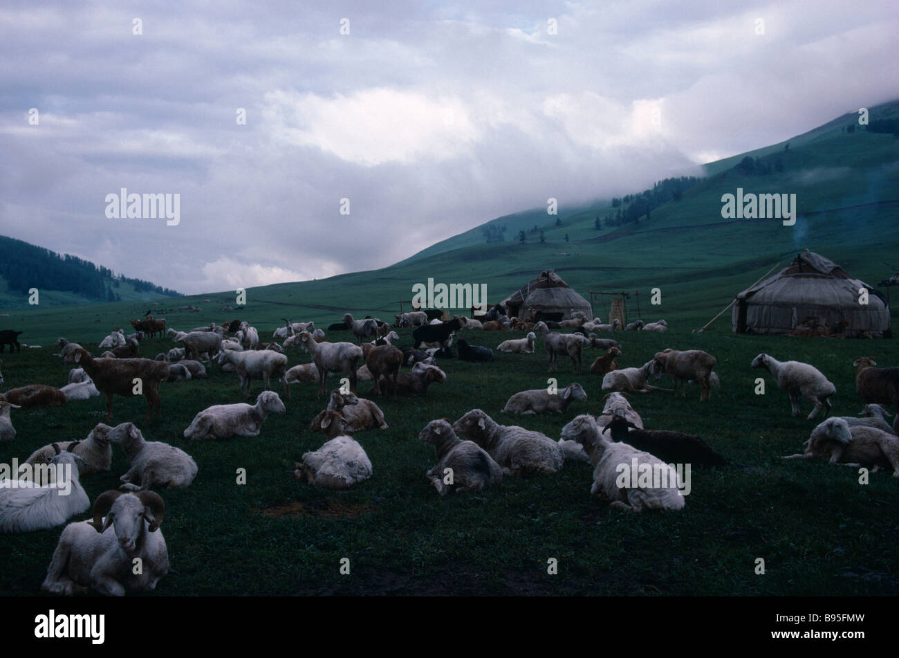 Sheep tent hi-res stock photography and images - Alamy
