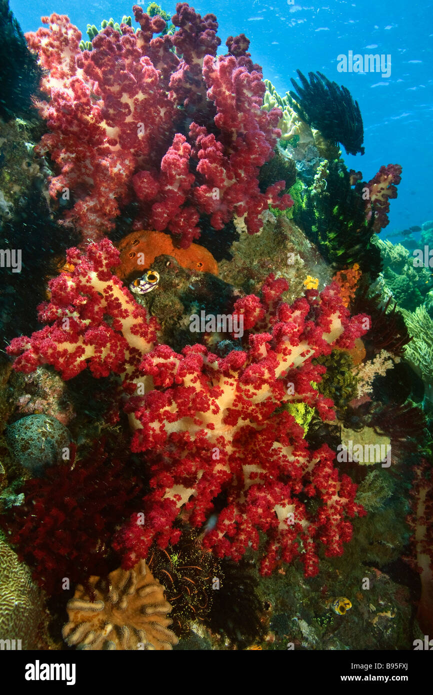 Soft Coral Dendronephthya on coral reef feeding in current Stock Photo ...