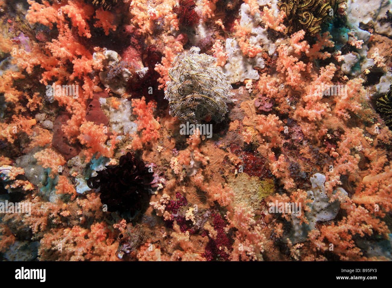 soft corals dendronepthya feeding in currents on coral reef Stock Photo ...