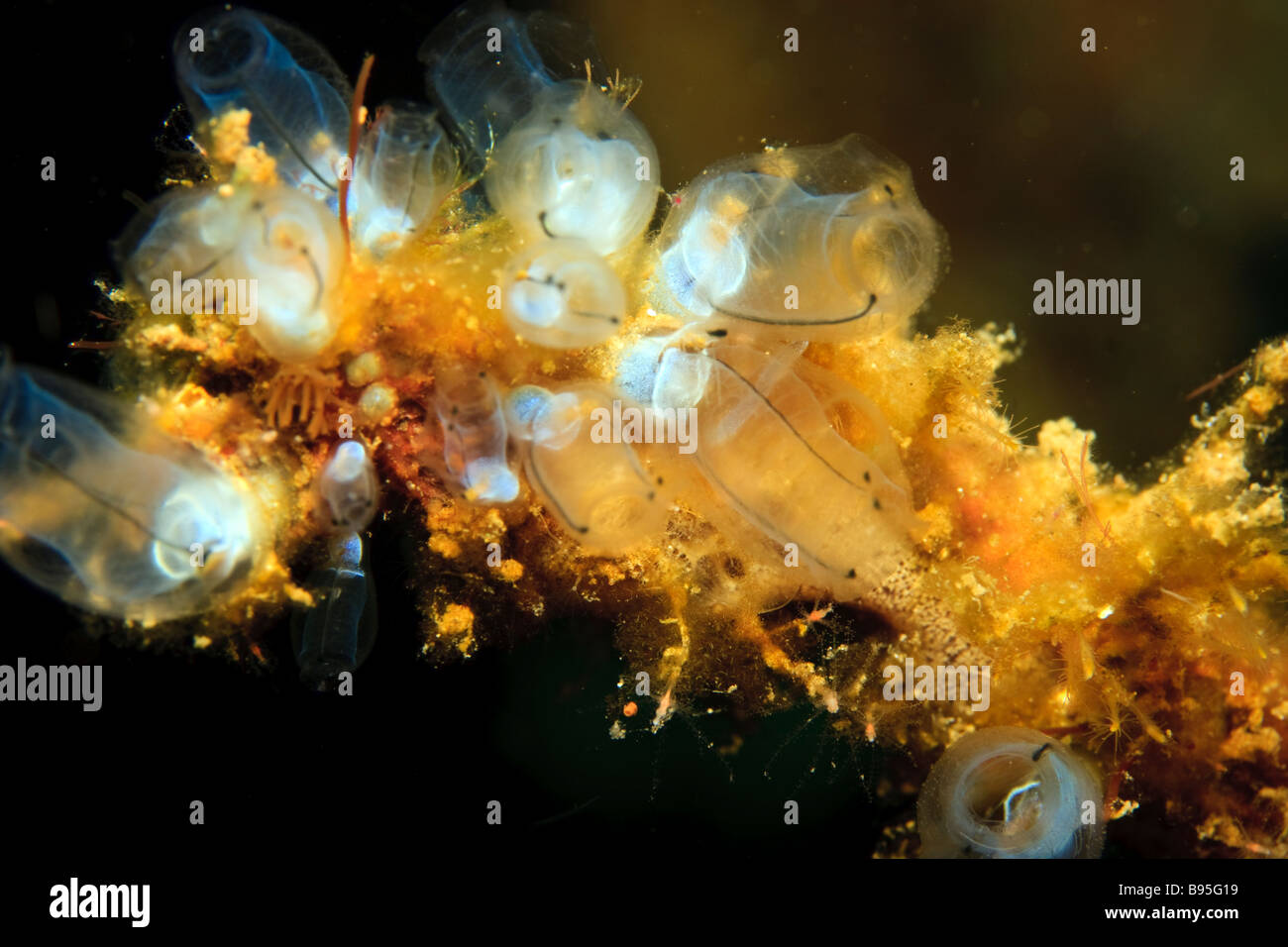 Tunicates growing on sponge on coral reef Stock Photo - Alamy