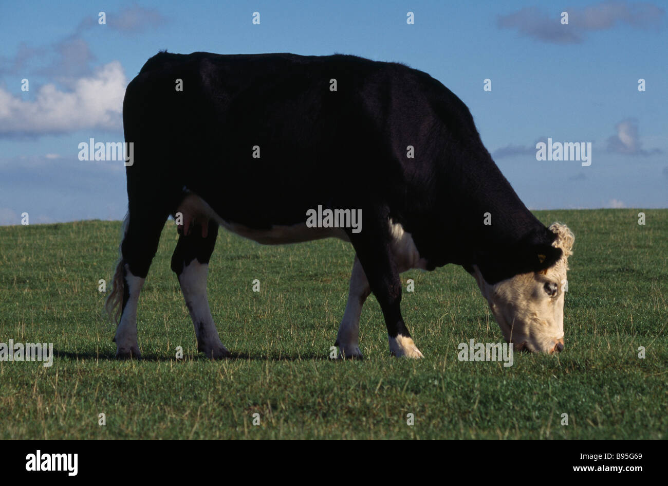 Cattle farming in england hi-res stock photography and images - Alamy